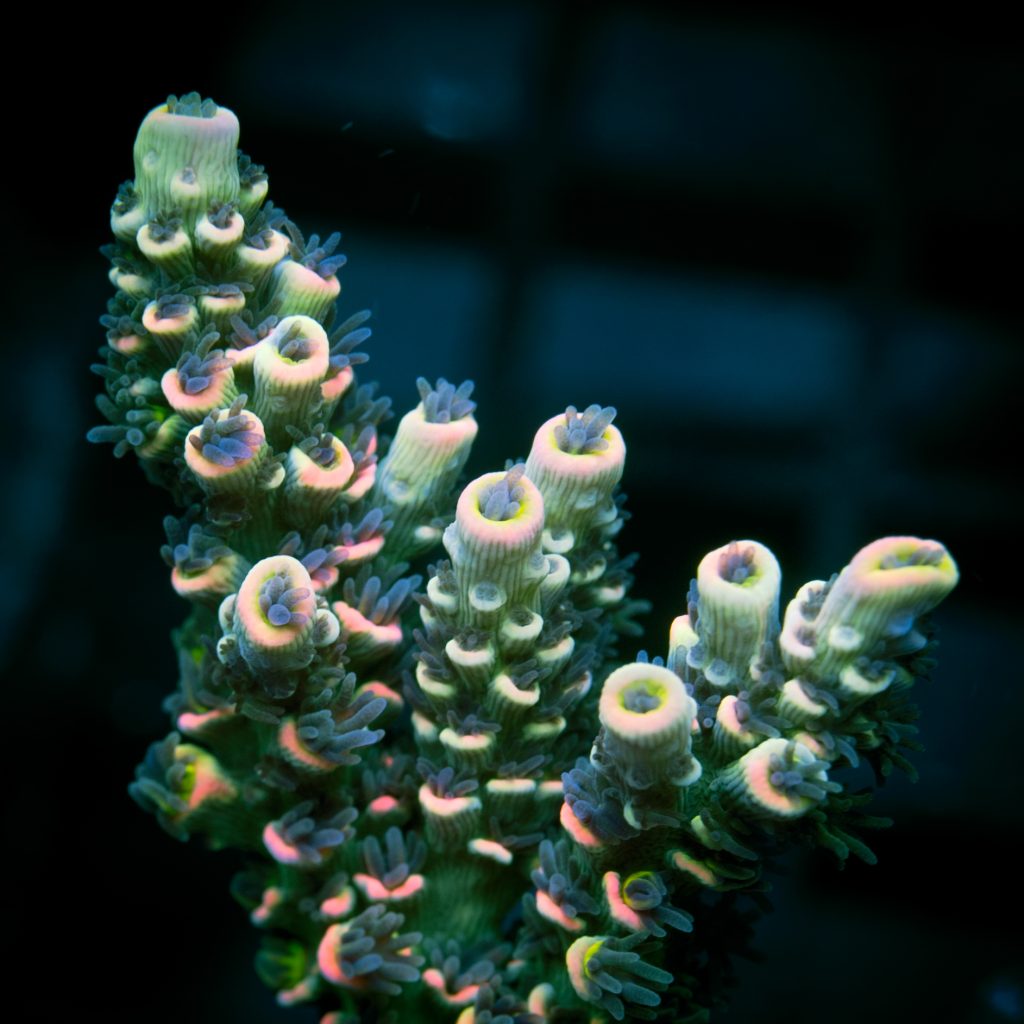 BKChem Frootloops - Sweet Reef Corals
