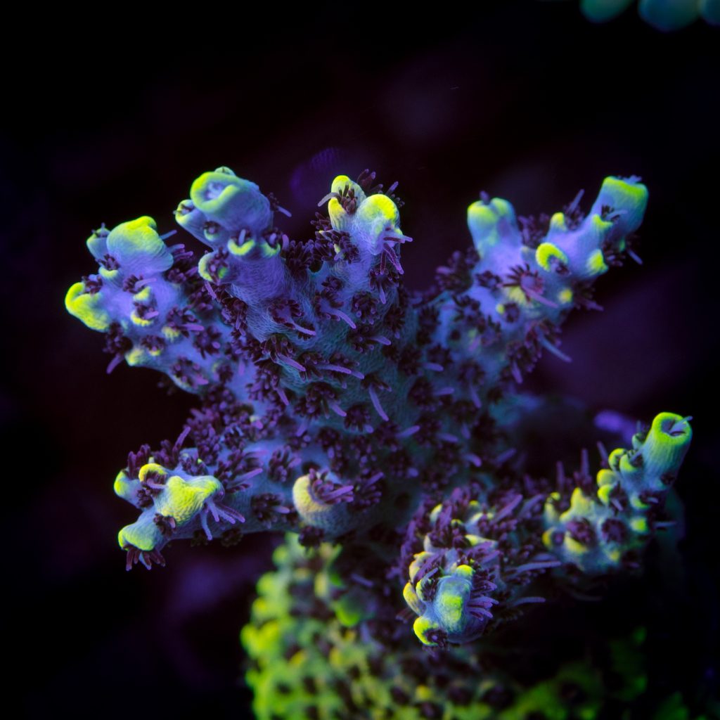 RR Pink Floyd - Sweet Reef Corals