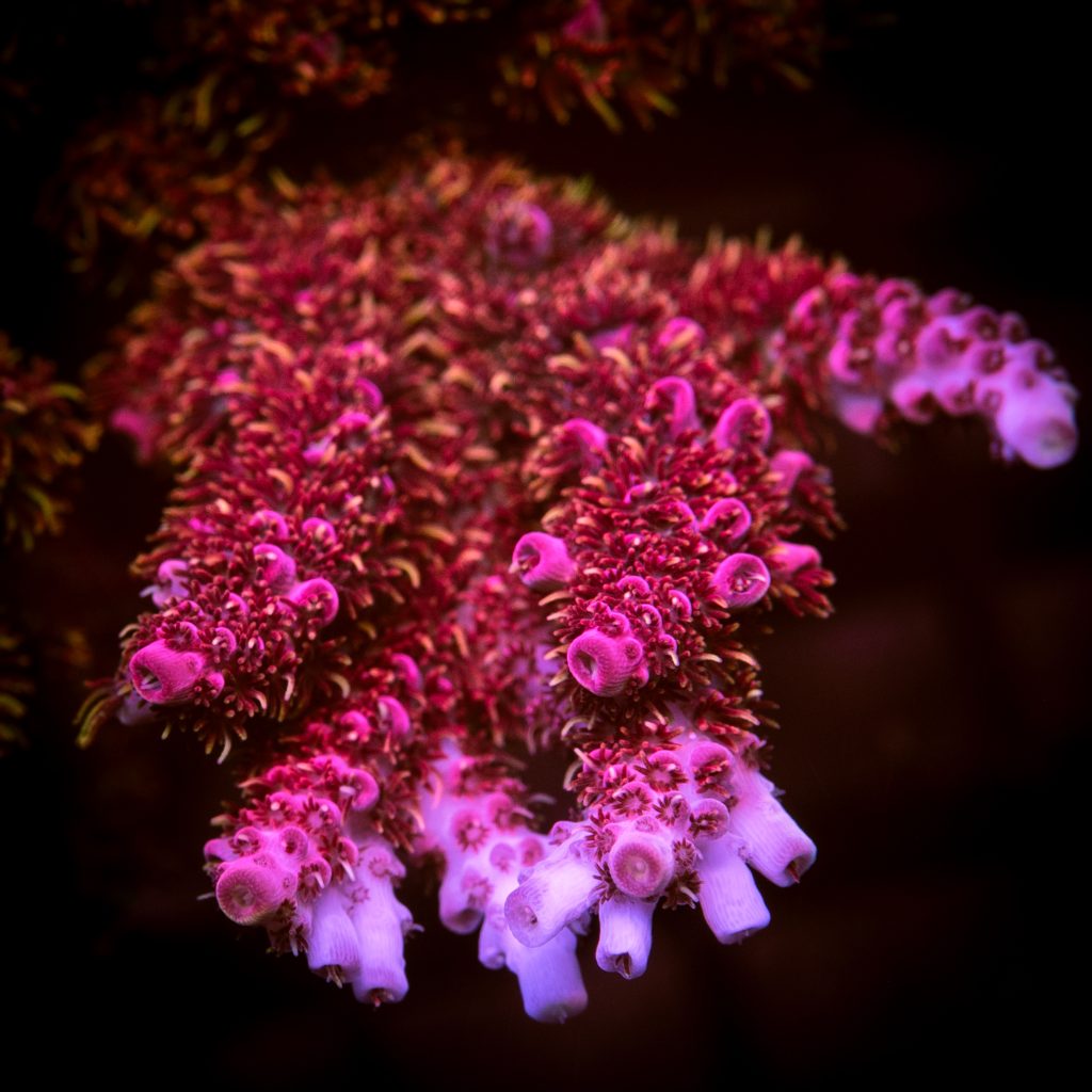 TSA Carolina Reaper - Sweet Reef Corals