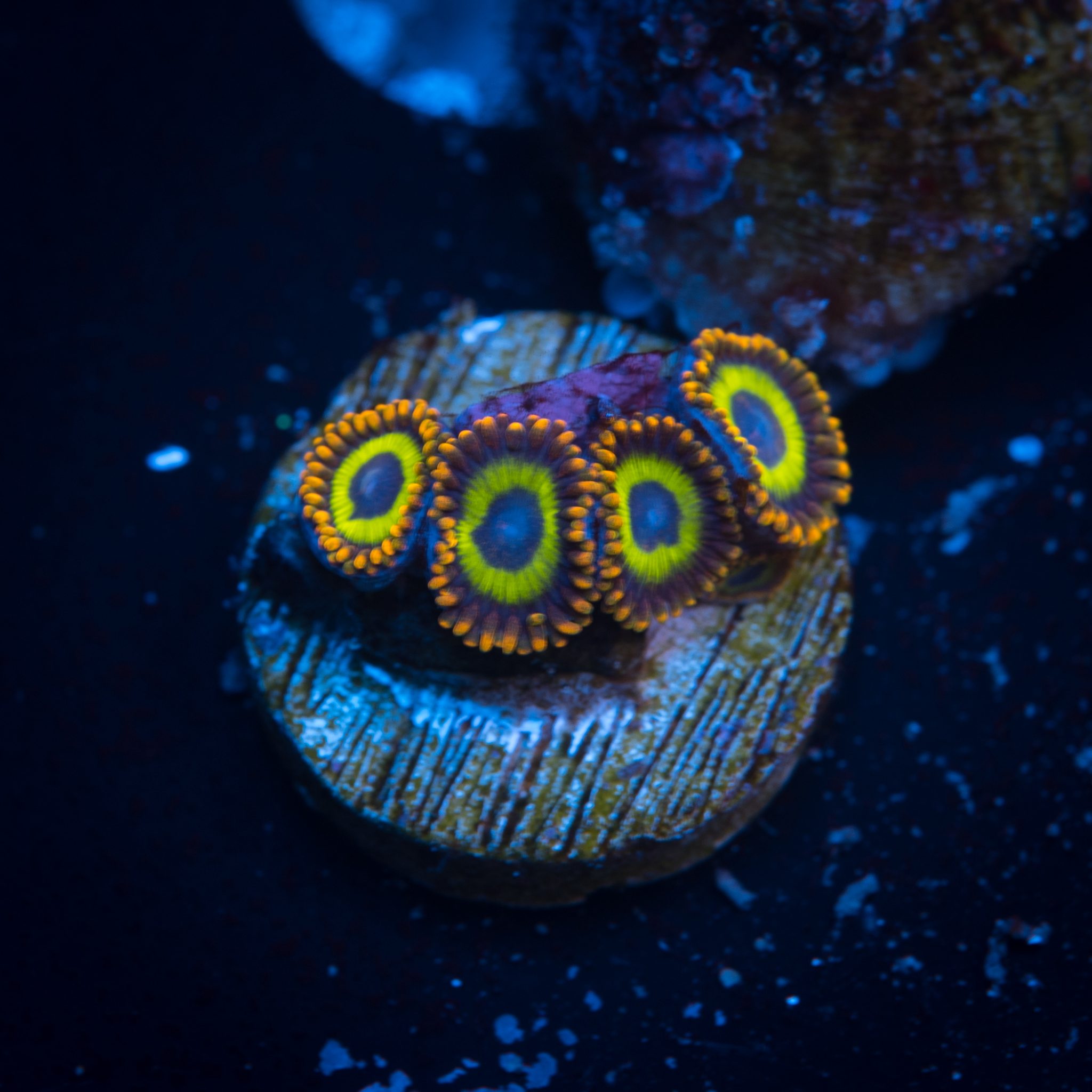 Sweet Reef Corals - Aquacultured Coral Farm