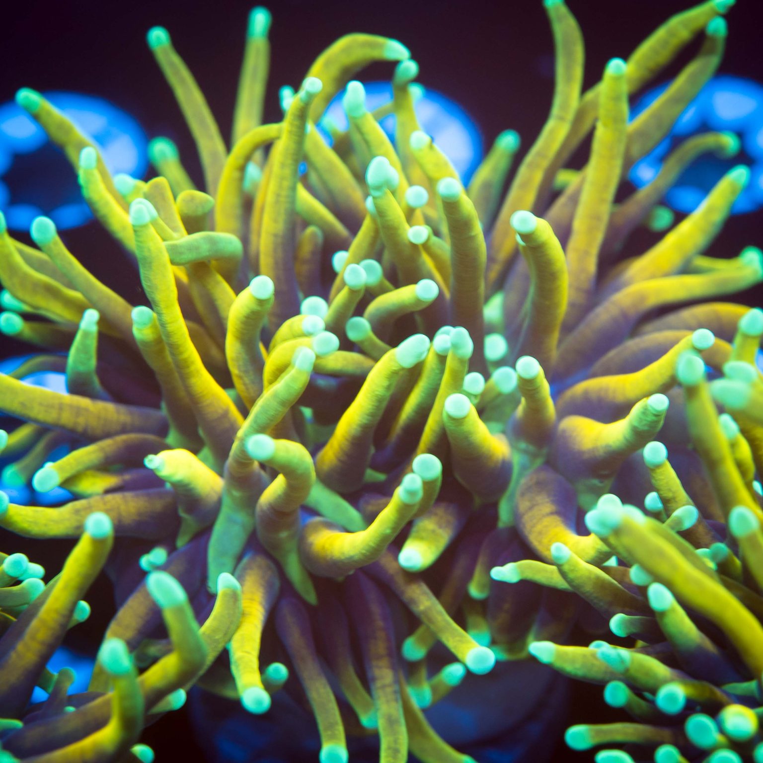 Sweet Reef Corals - Aquacultured Coral Farm